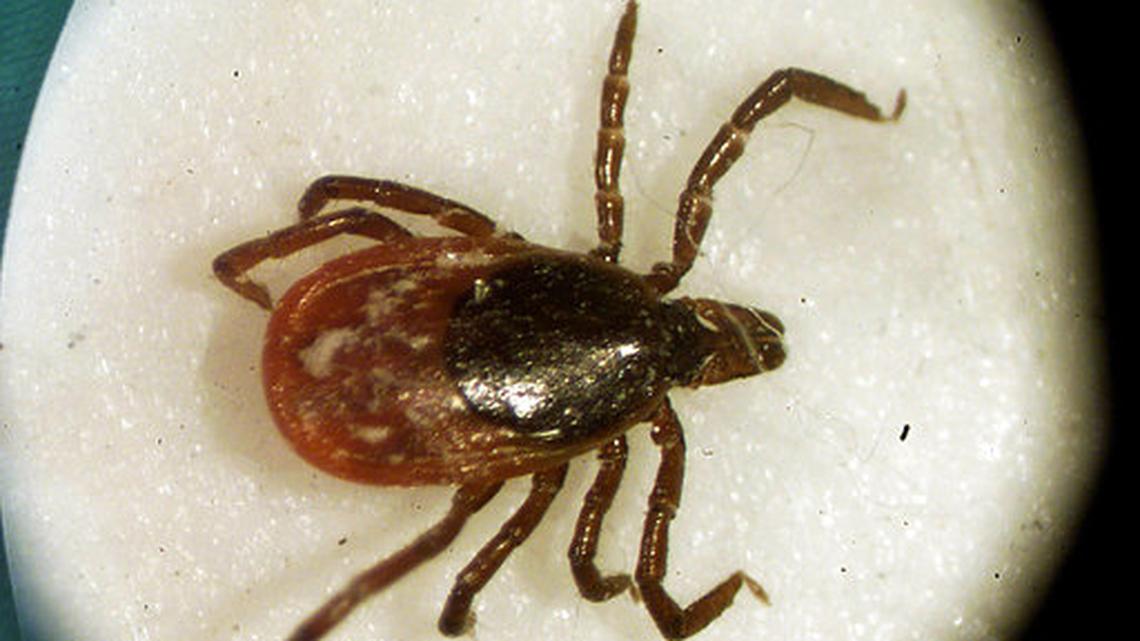 Idaho ticks don’t carry Lyme disease, but research is scarce | Idaho ...