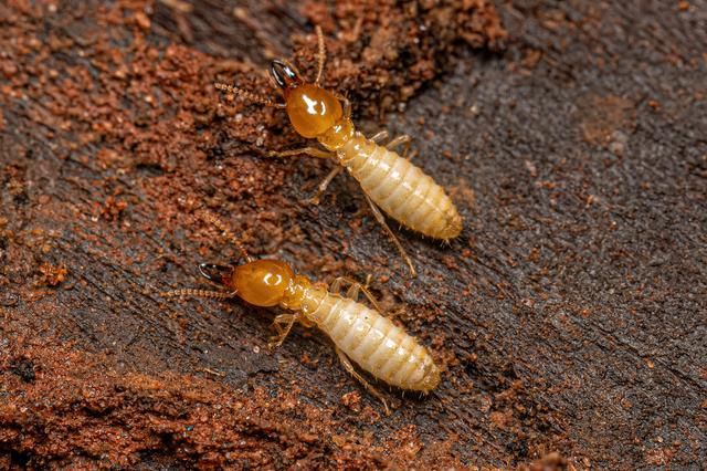 Termites are in CA homes this spring. How to identify signs ...