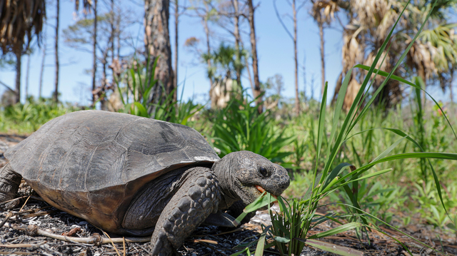 Saving the Georgia gopher tortoise: How it happened | Columbus Ledger ...